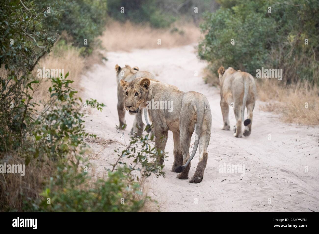 South african lions hi-res stock photography and images - Alamy