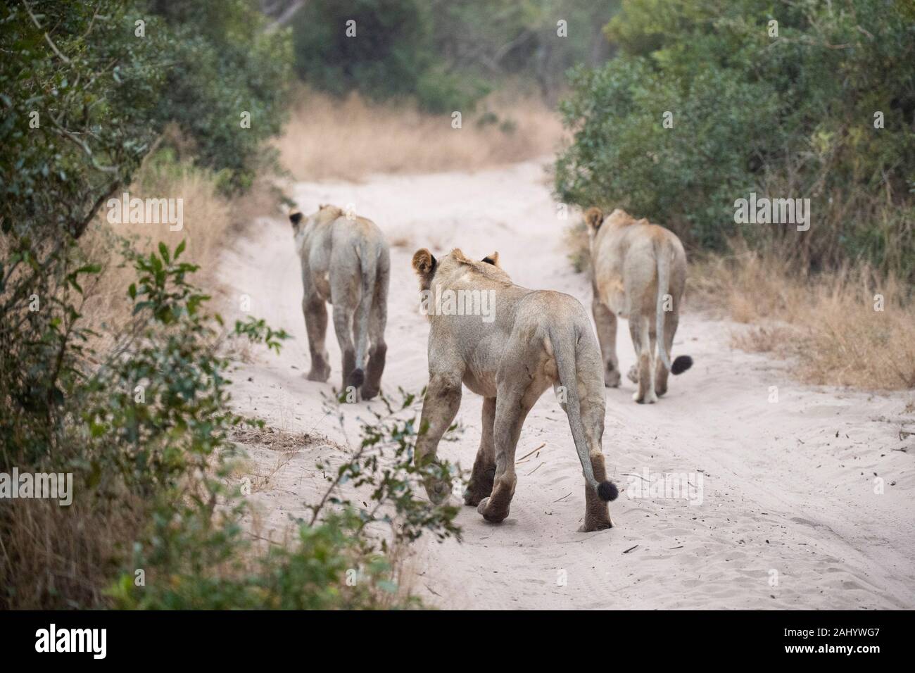 Lions walking on sandy road, Panthera leo, Tembe Elephant Park, South ...
