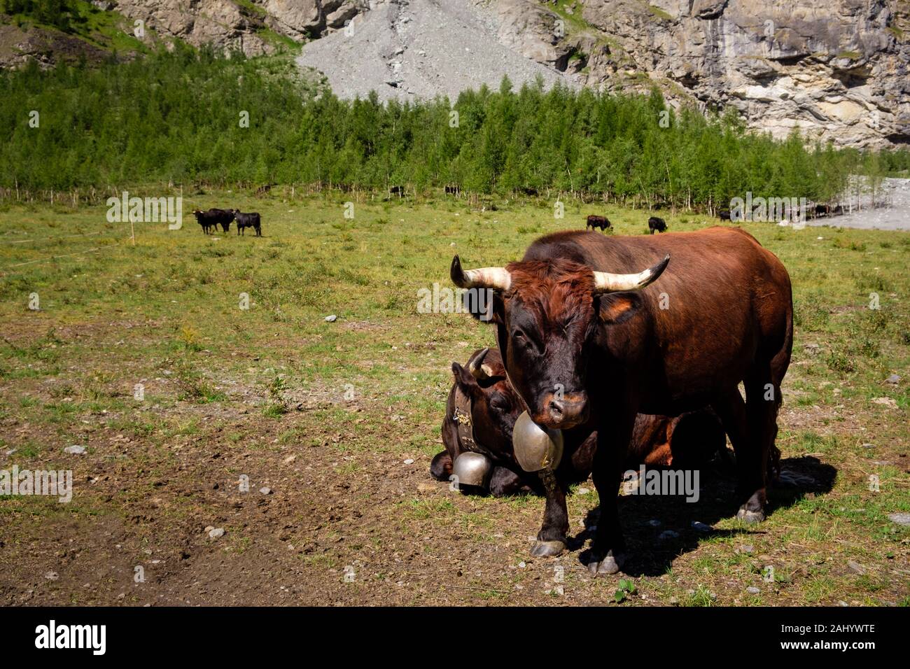 Black Herens cows on a meadow in the swiss alpine village Zinal ...
