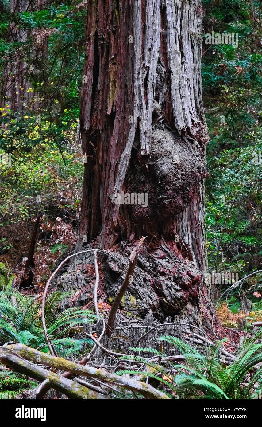 Burl on Tree Stock Photo - Alamy
