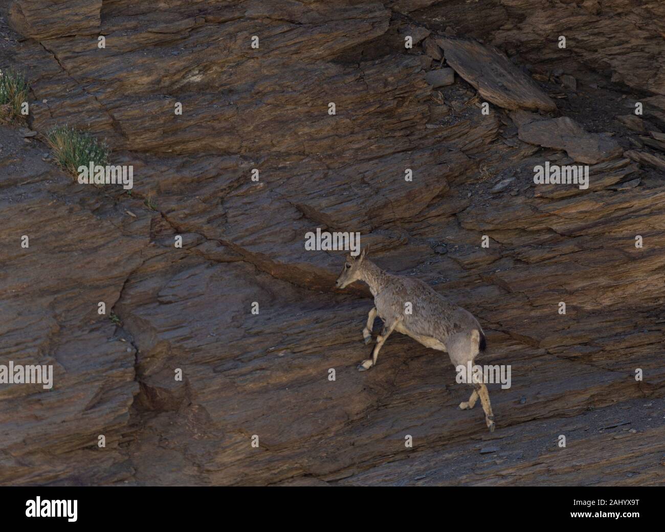 Ghoral hi-res stock photography and images - Alamy