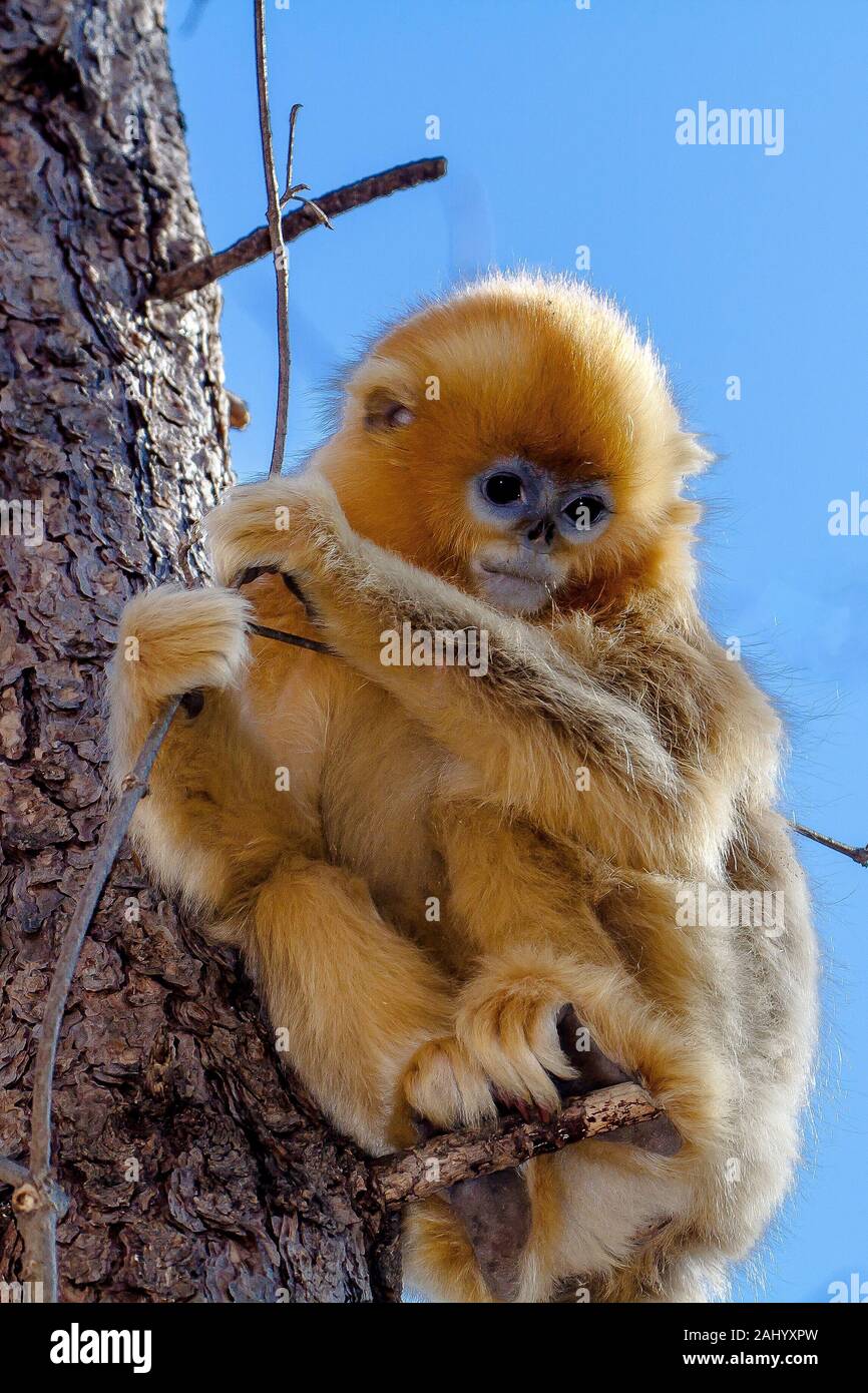 Golden snub nosed monkey hi-res stock photography and images - Alamy