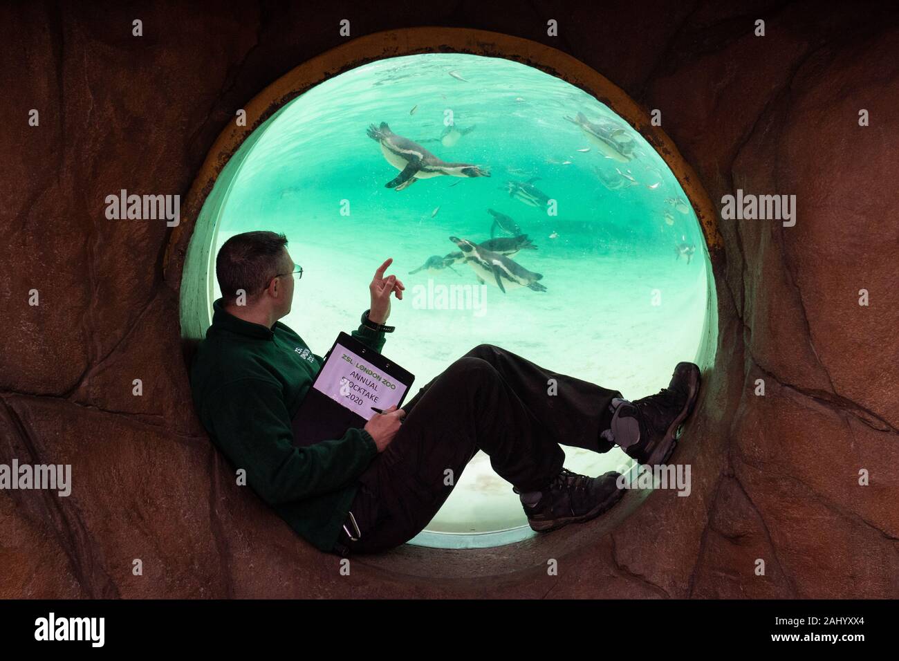 Zookeeper martin franklin counts humboldt penguins during the annual ...