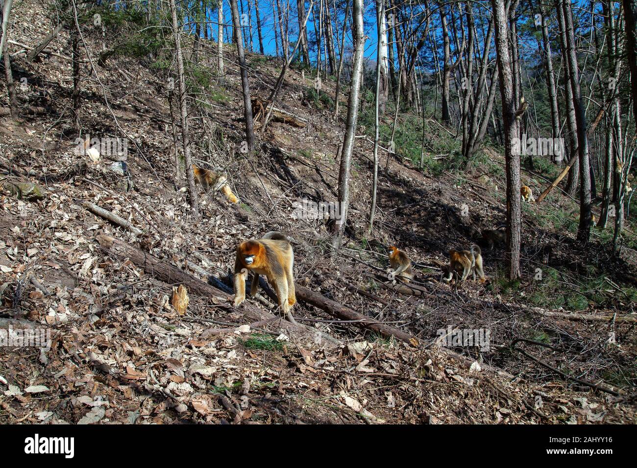 A golden snub nosed monkey hi-res stock photography and images - Alamy