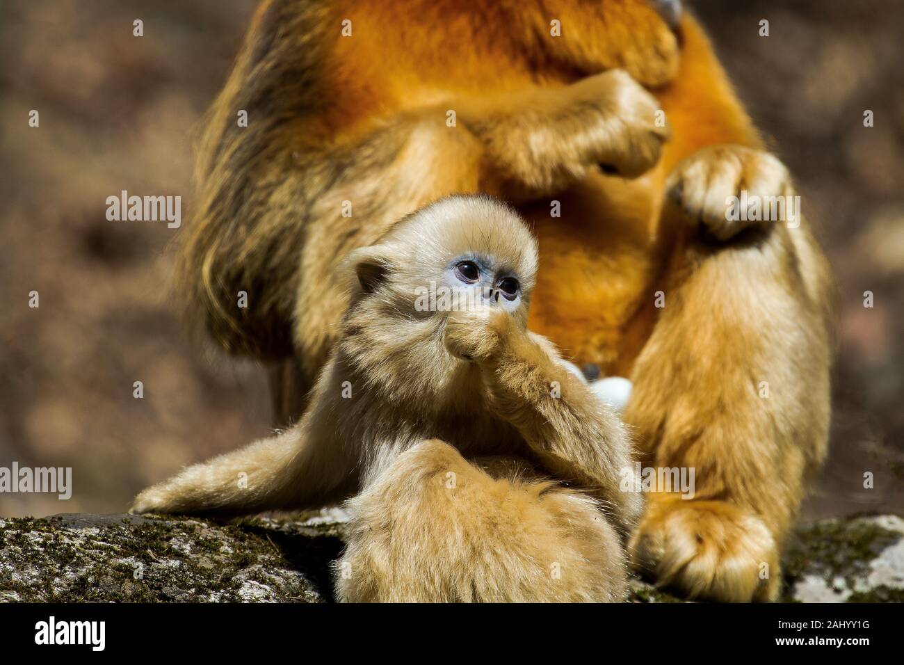 Young Snub-nosed Golden Monkey (Rhinopithecus roxellana). January in ...