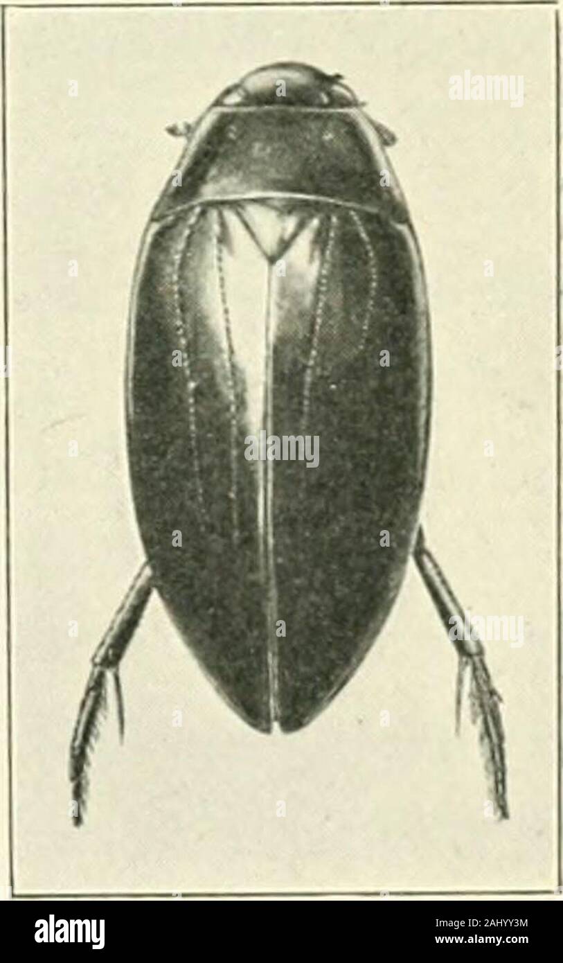 Locomotion adaptations hi-res stock photography and images - Alamy