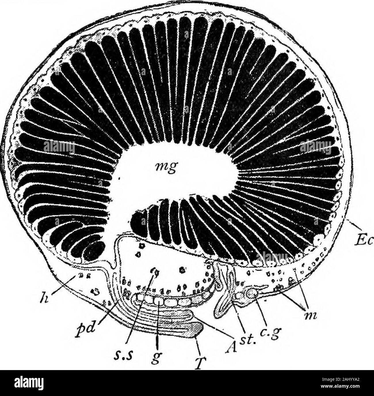 Archenteron hi-res stock photography and images - Alamy