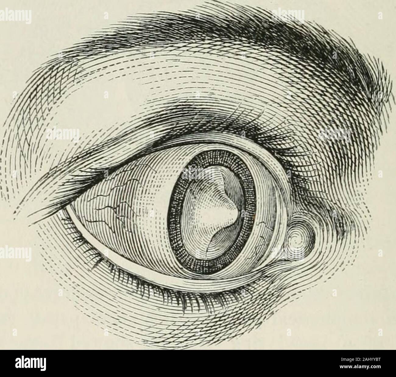 Archives of ophthalmology and otology . which, in opposition to the ...