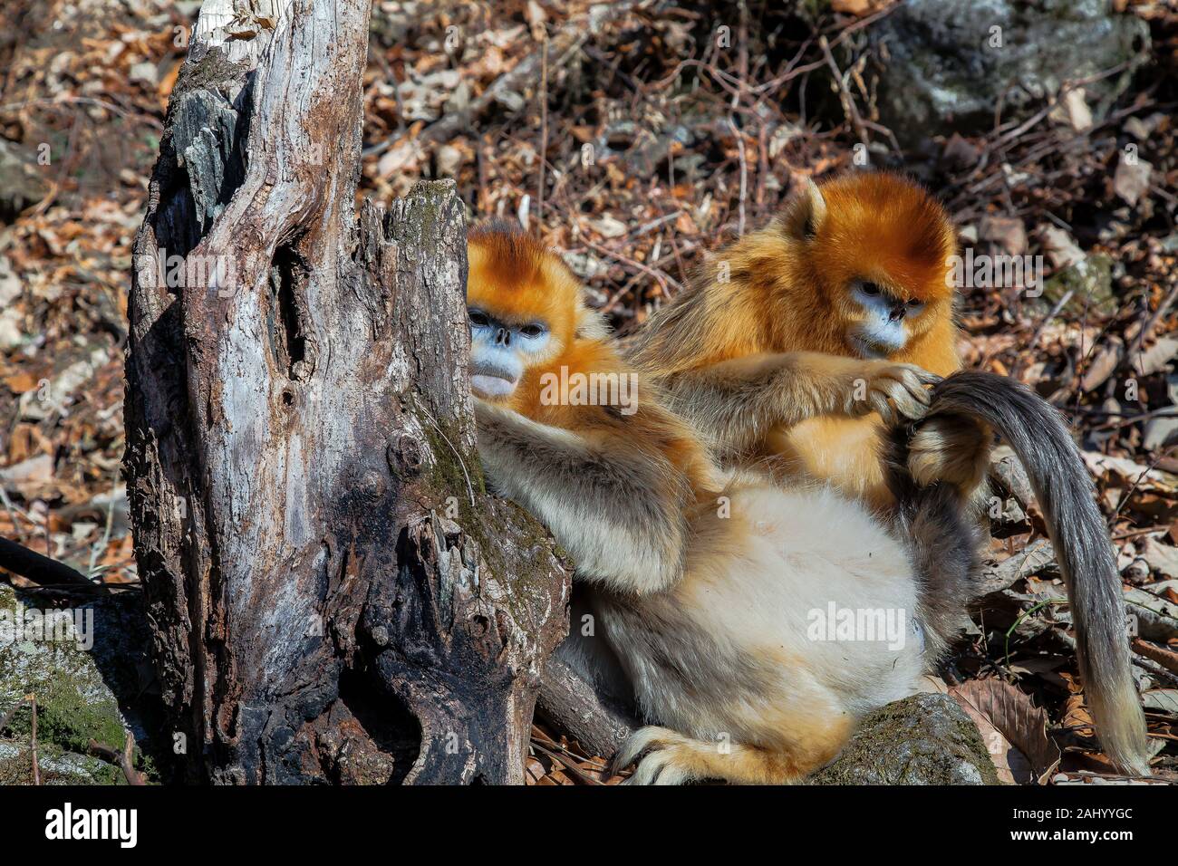 Foping animals hi-res stock photography and images - Alamy
