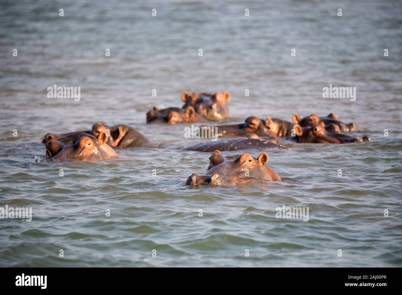 Hippopotamus, Hippopotamus amphibius, Pongolapoort Dam, Lake Jozini ...