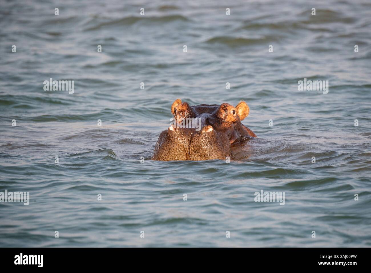Hippopotamus, Hippopotamus amphibius, Pongolapoort Dam, Lake Jozini ...