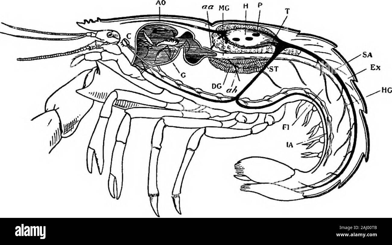 Outlines of zoology . istsof internal rhabdom and external retinula ...