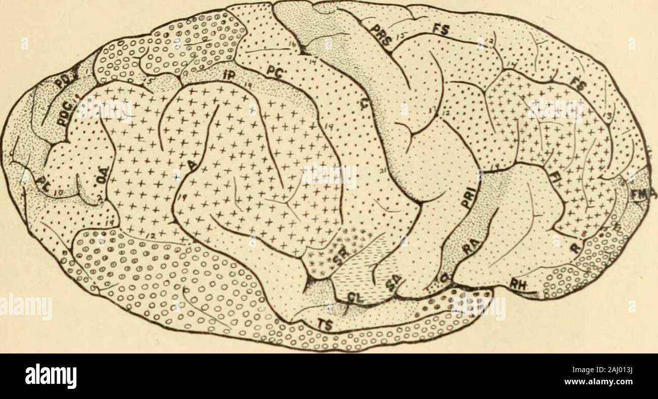 Journal of comparative neurology . talis CL, Fissura cerebri lateralis ...