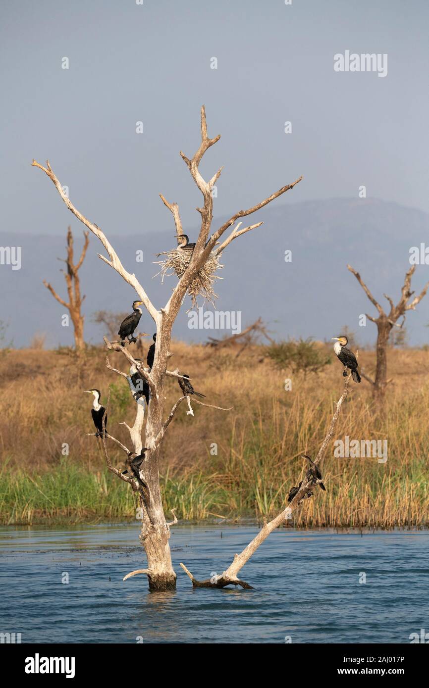 white-breasted cormorant, Phalacrocorax lucidus, and reed cormorant ...