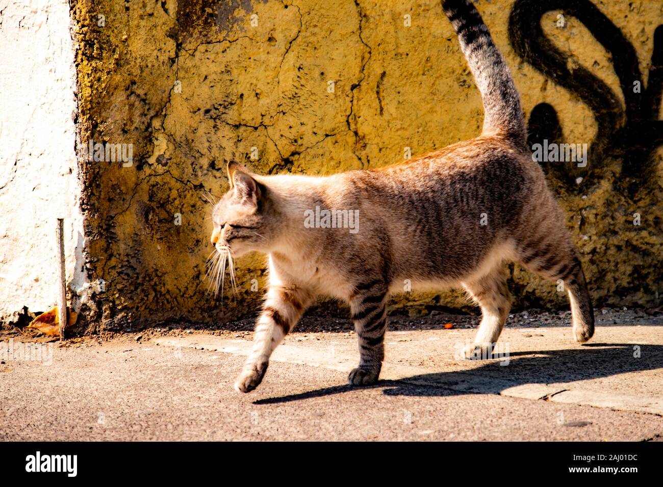Federal And Cat High Resolution Stock Photography and Images - Alamy