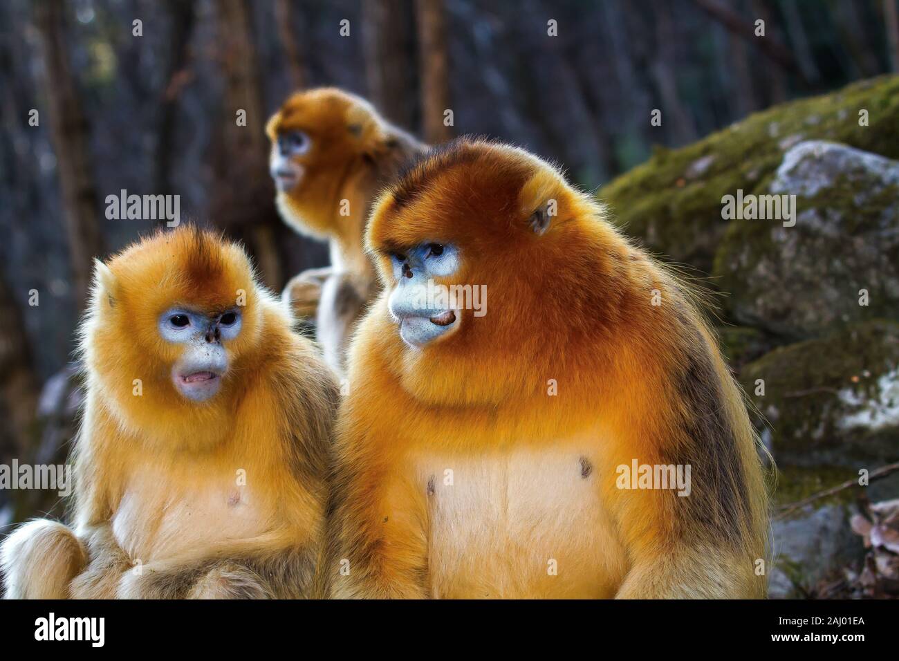 Adult and young Snub-nosed Golden Monkeys (Rhinopithecus roxellana ...