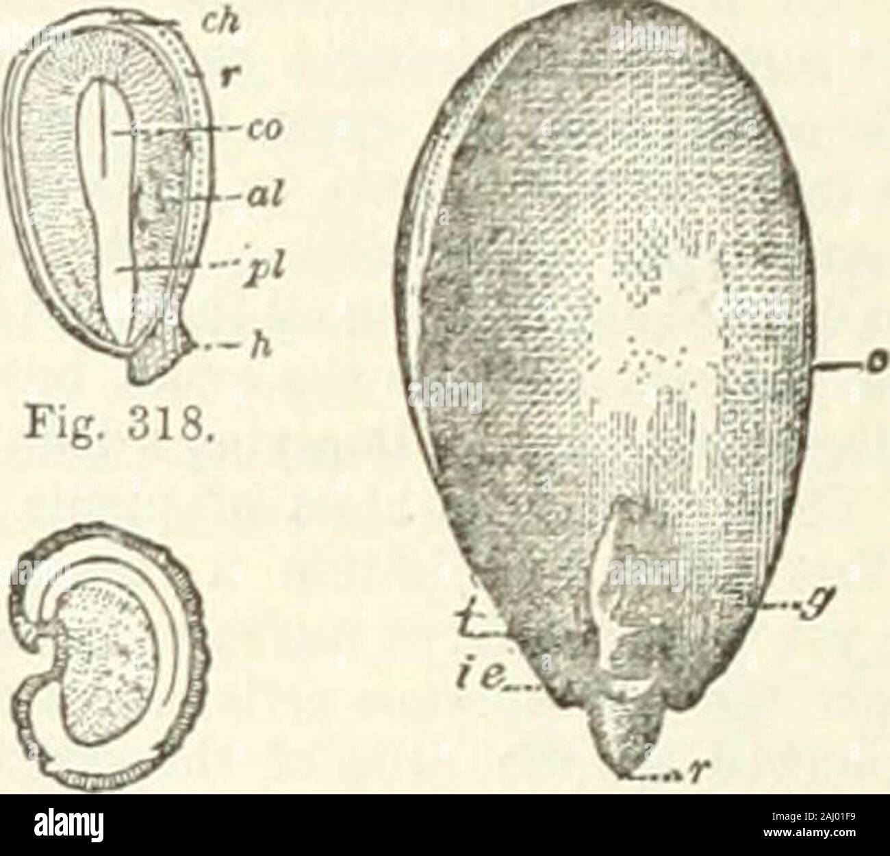 Cotyledonary hi-res stock photography and images - Alamy