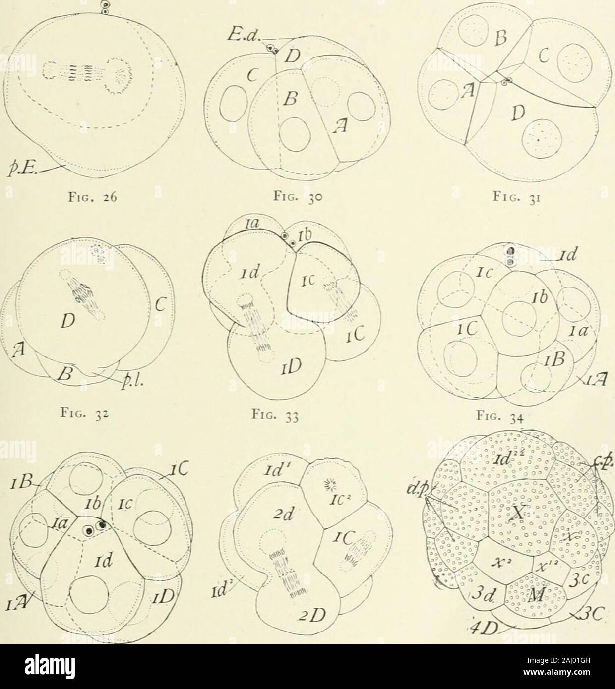 Journal of experimental zoology . are the smallest (Figs. 30 and 31 ...