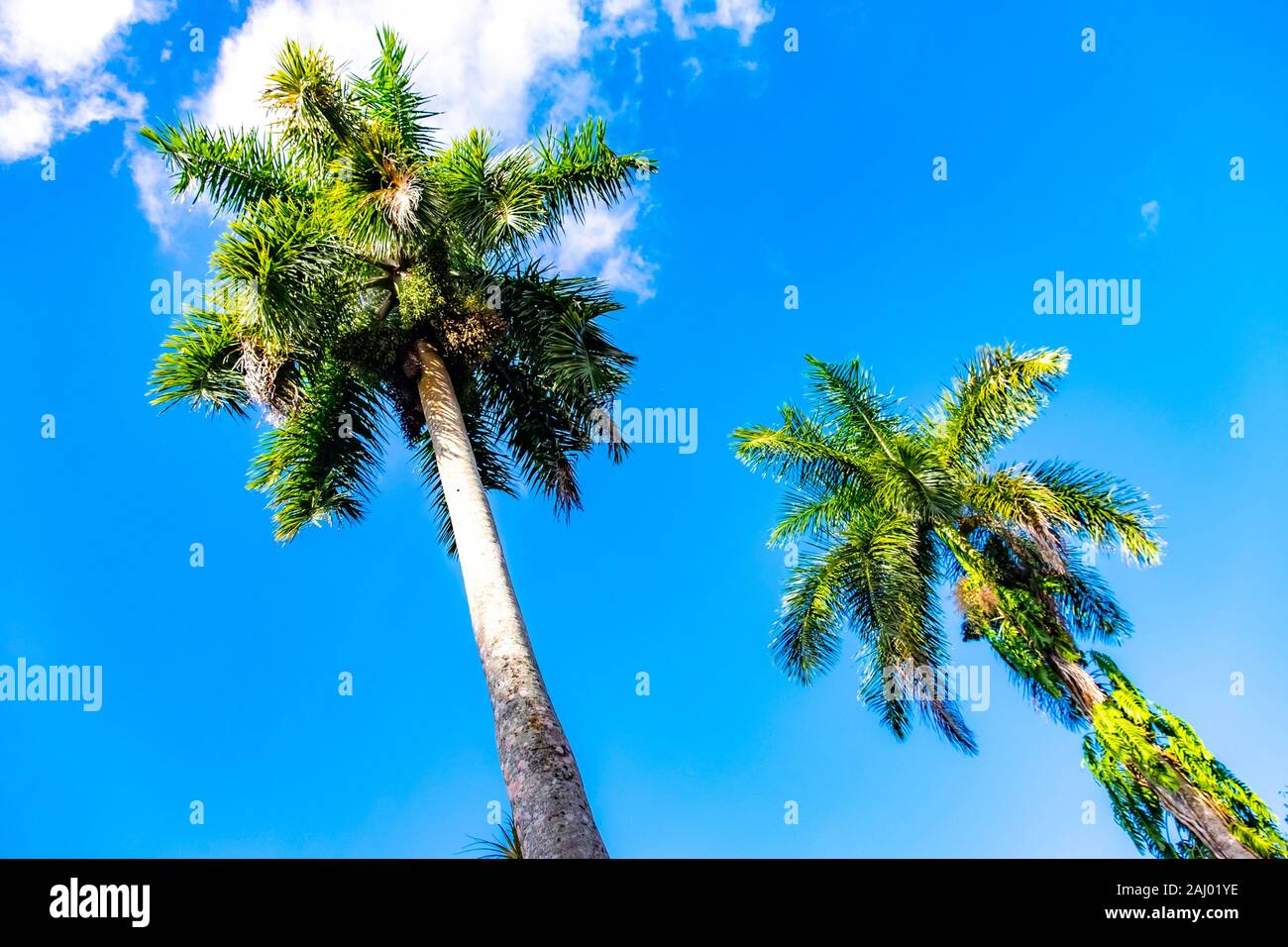 Cuban royal palm hi-res stock photography and images - Alamy