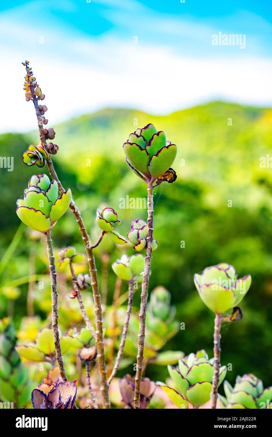 Flora Cuban Flower High Resolution Stock Photography and Images - Alamy