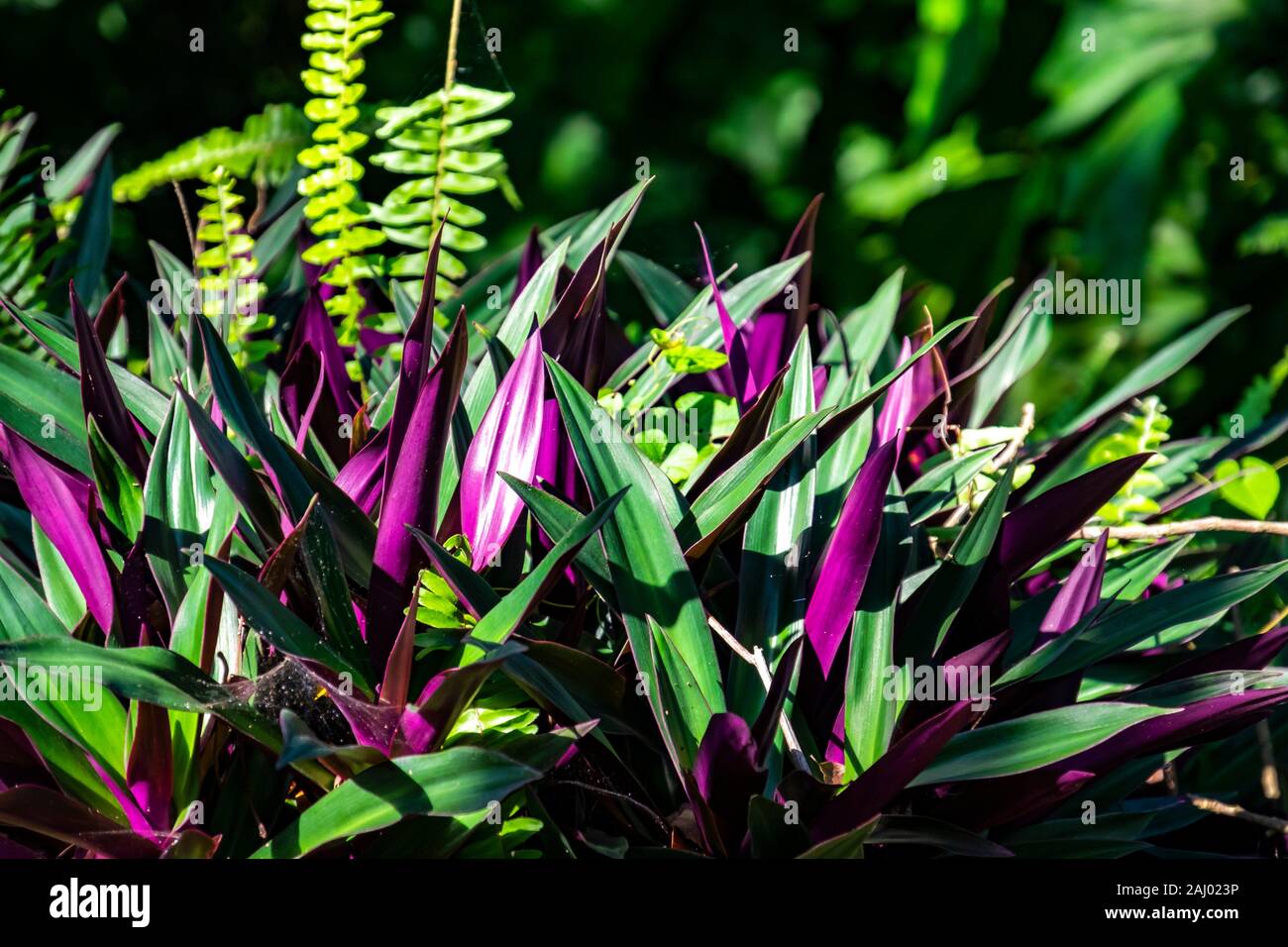 Tropical plants in the nature reserve of Las Terrazas, Pinar del Rio ...