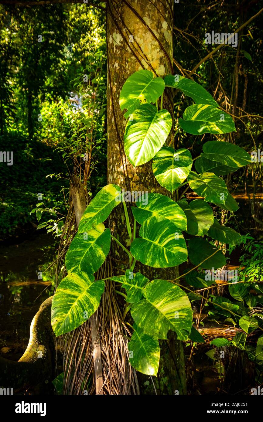 Cuban plant biodiversity hi-res stock photography and images - Alamy