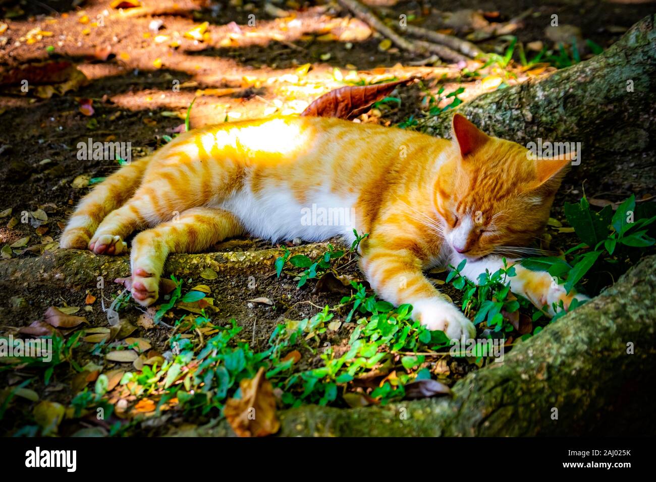 Cat sleeping underneath a tree in the Vinales Valley, Republic of Cuba ...