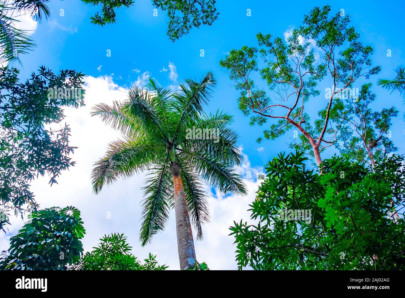 Cuban Plant Biodiversity High Resolution Stock Photography and Images ...