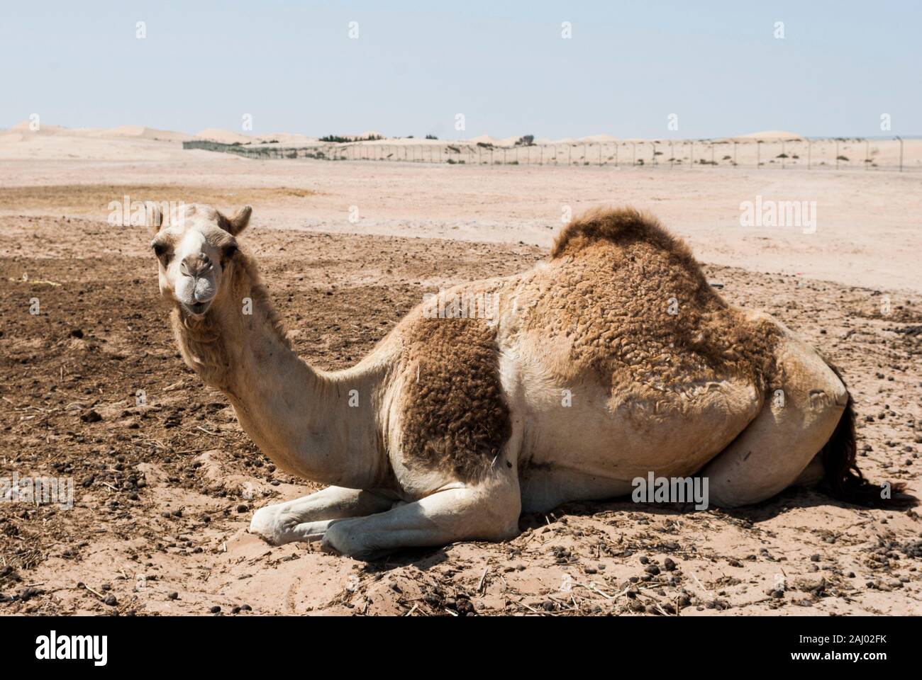 Uae Desert Camel High Resolution Stock Photography and Images - Alamy