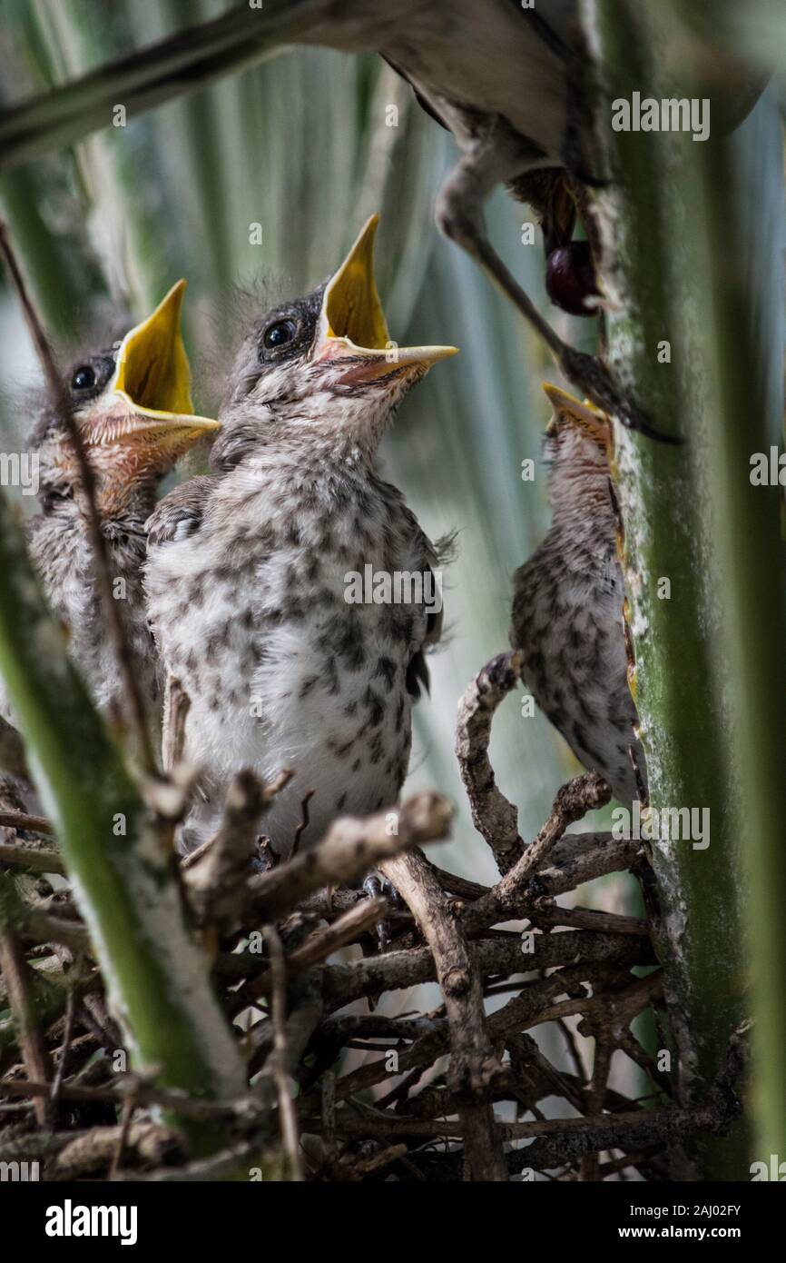 Mockingbird chicks hi-res stock photography and images - Alamy