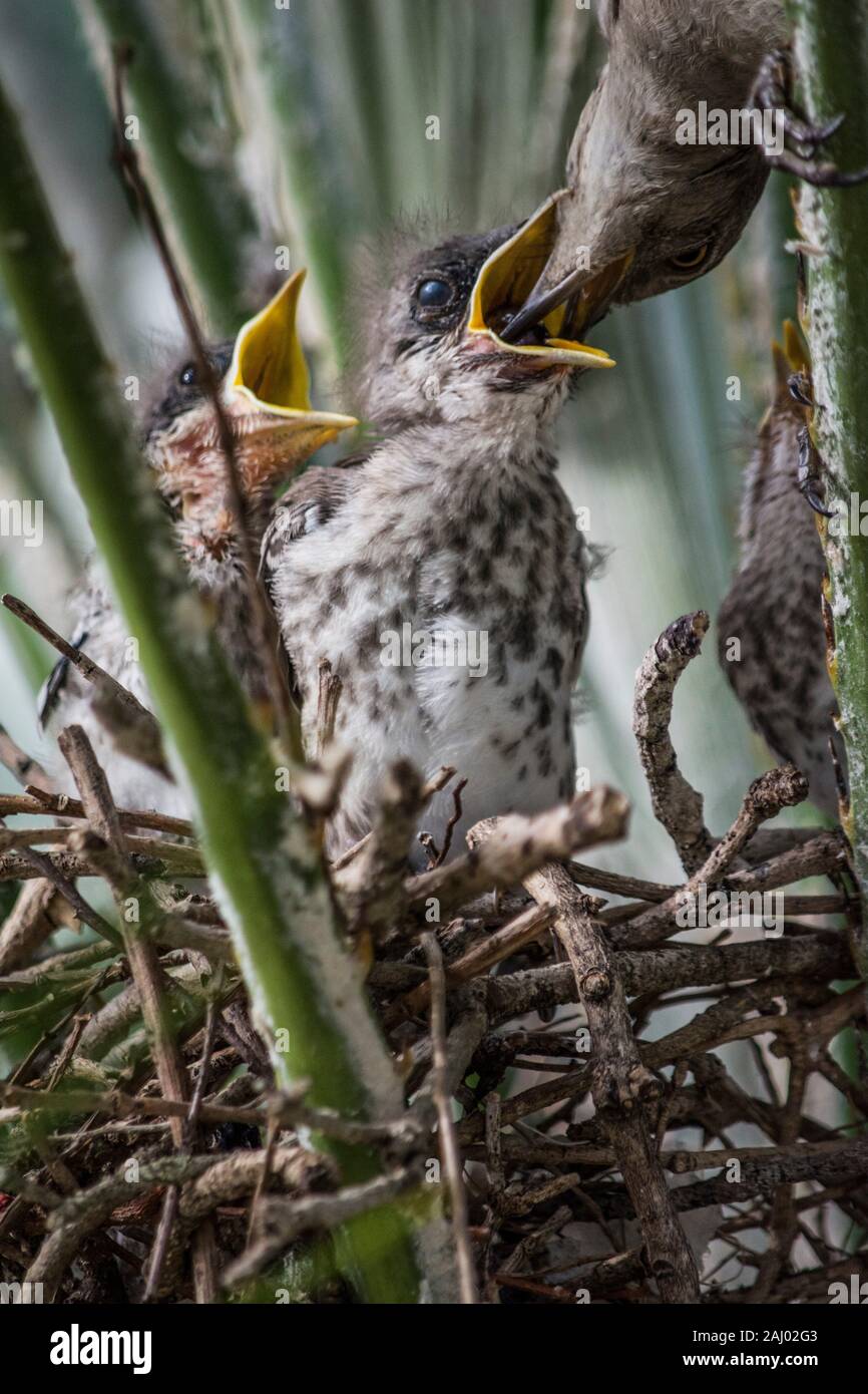 Mockingbird chicks hi-res stock photography and images - Alamy