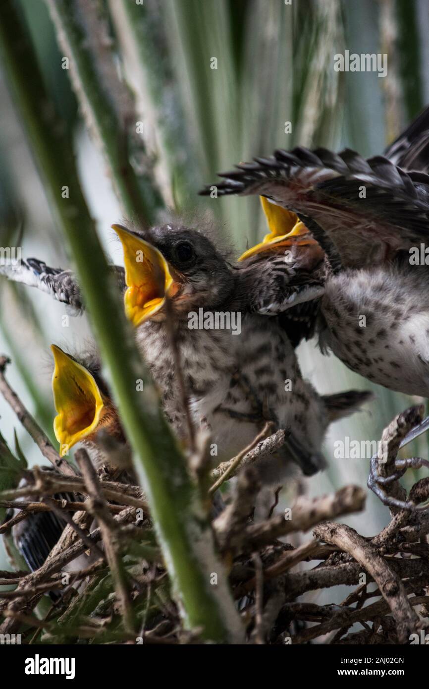 Chinese fan palm livistona chinensis hi-res stock photography and ...