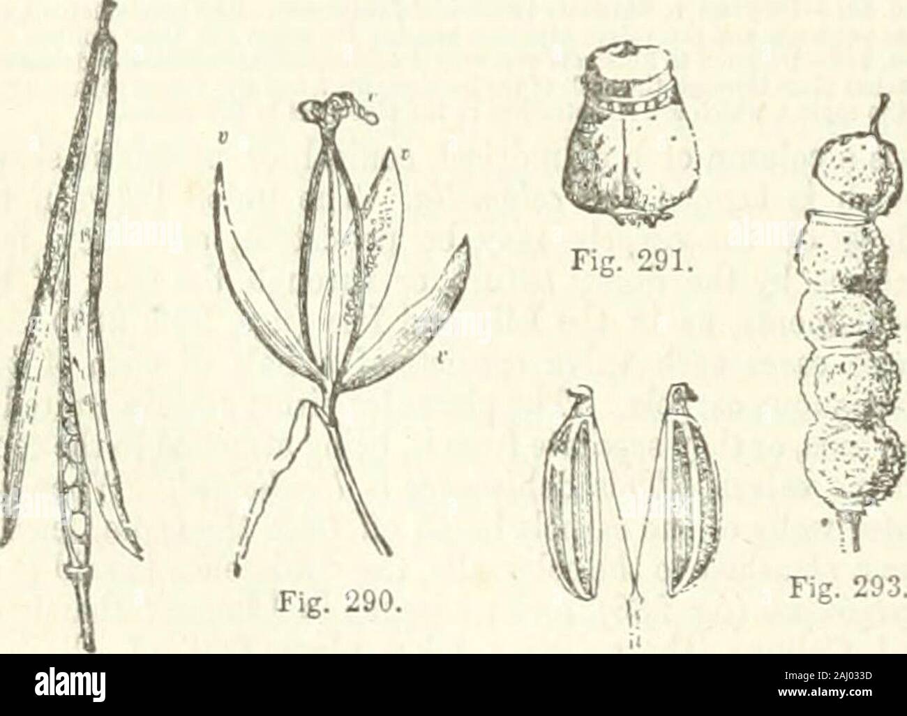 Septicidal hi-res stock photography and images - Alamy