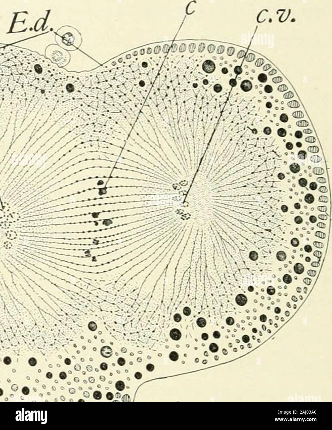 Journal of experimental zoology . C.V. -I. Fig. 25. Longitudinal ...