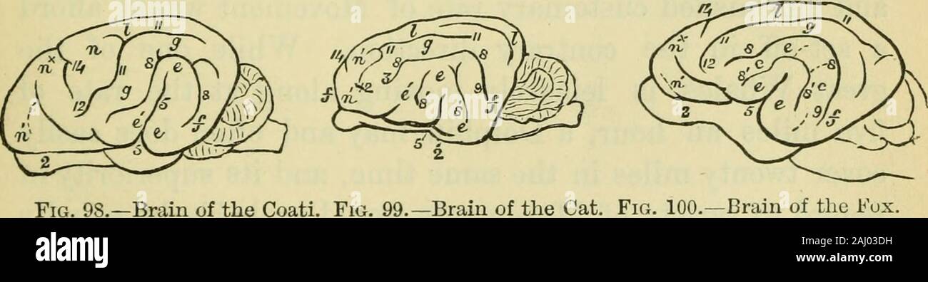 The brain as an organ of mind . Fig. 96.—Brain of the Cat.(Tiedemanu ...