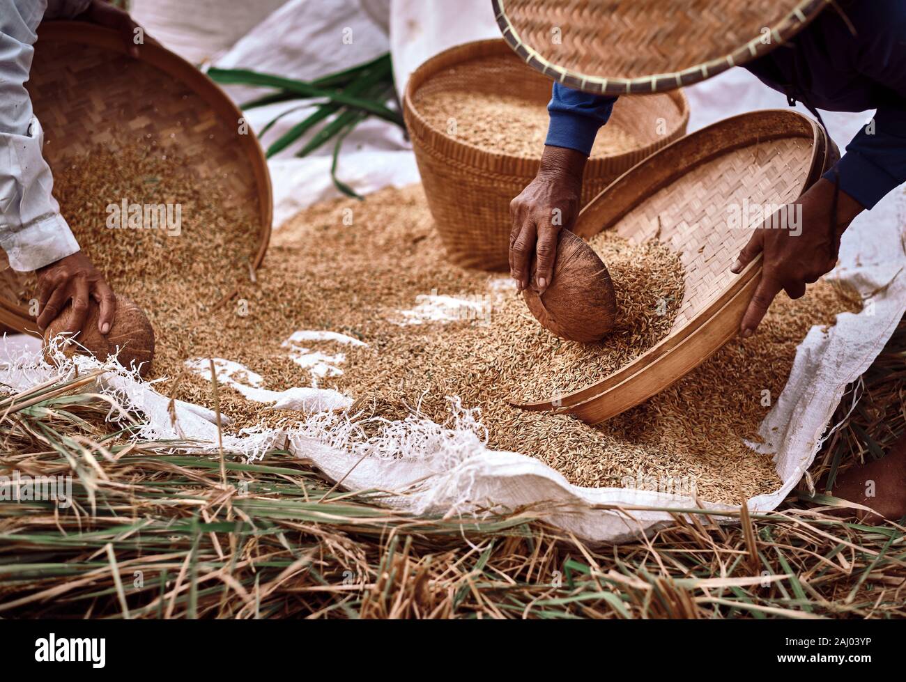 Farmer threshing rice. Farmer manual harvest rice, countryside of Bali ...