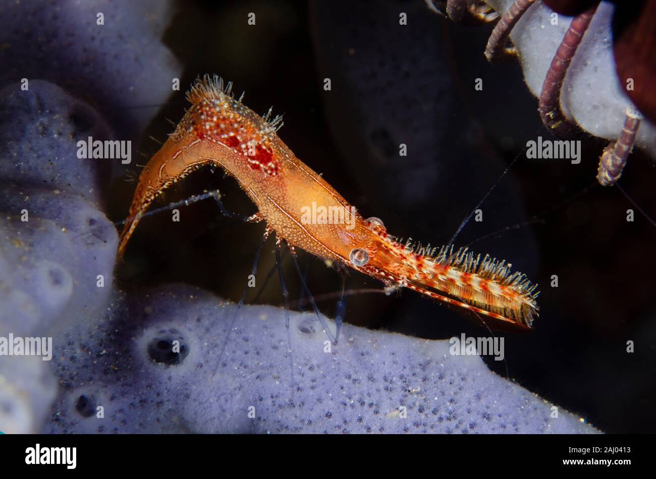 Donald duck shrimp leander plumosus hi-res stock photography and images ...