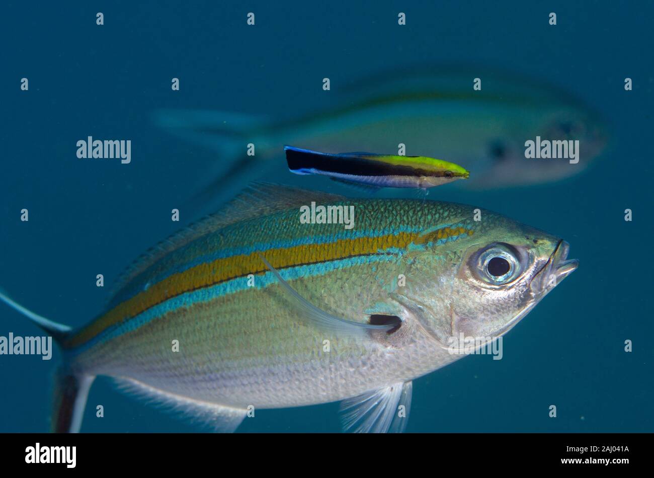 Labroides Dimidiatus High Resolution Stock Photography and Images - Alamy