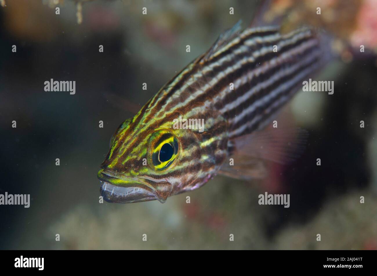 Striped sea wolf hi-res stock photography and images - Alamy