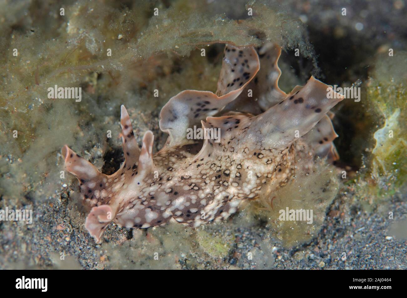 Aplysiidae High Resolution Stock Photography and Images - Alamy