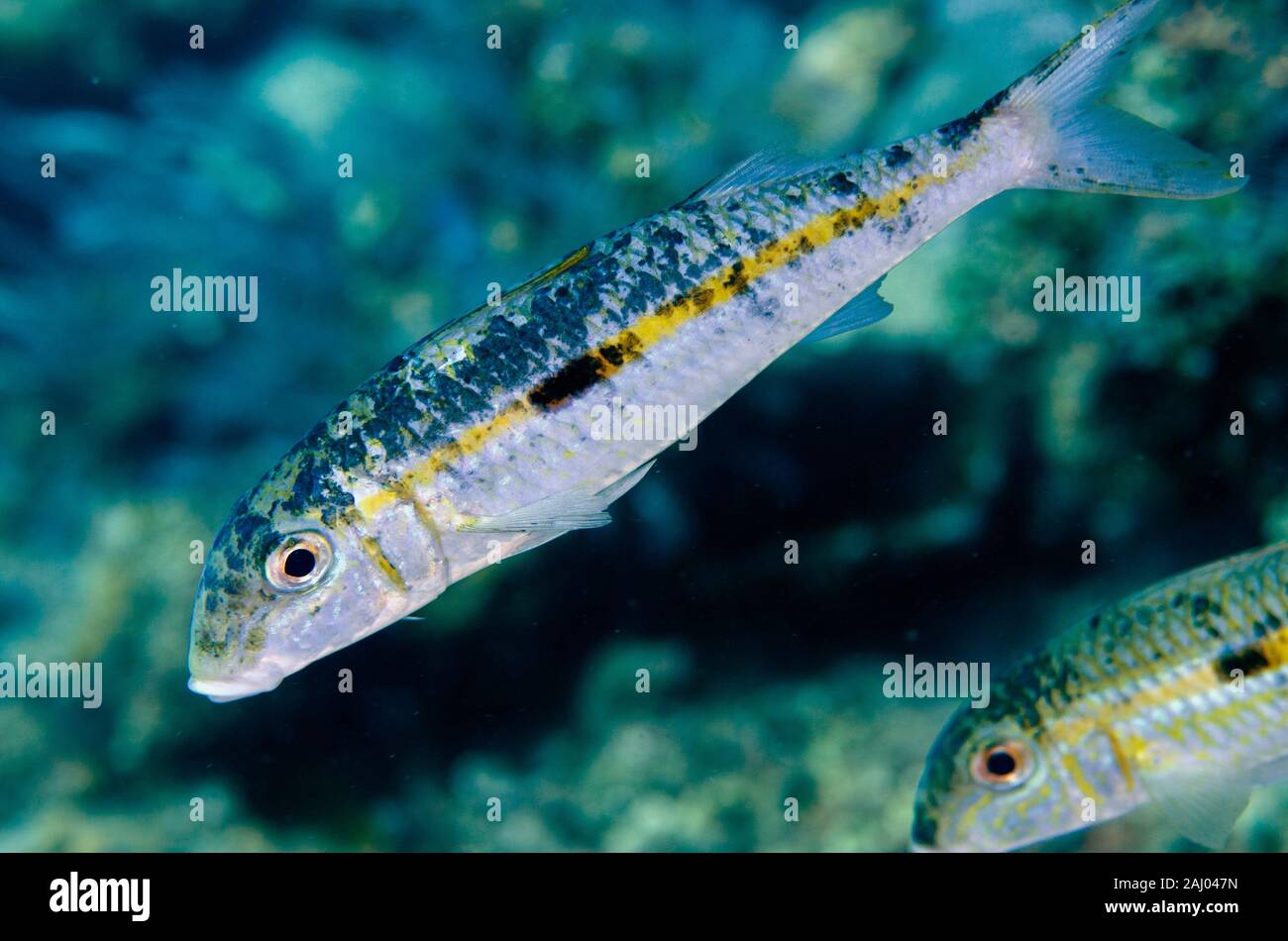 Goatfish High Resolution Stock Photography and Images - Alamy