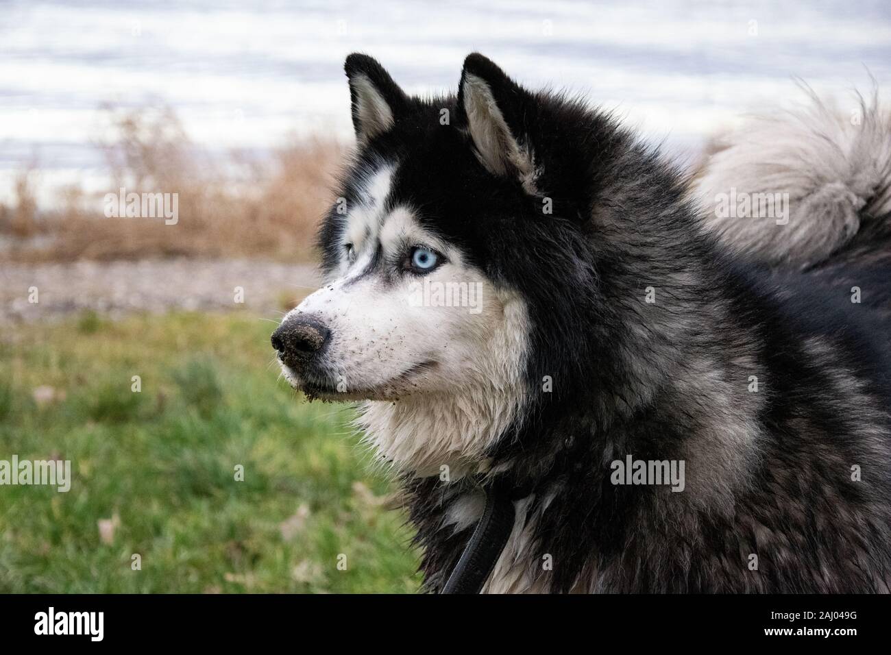 Husky dog digging hi-res stock photography and images - Alamy