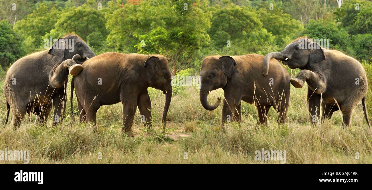 indian elephants with in wildlife zoo Stock Photo - Alamy