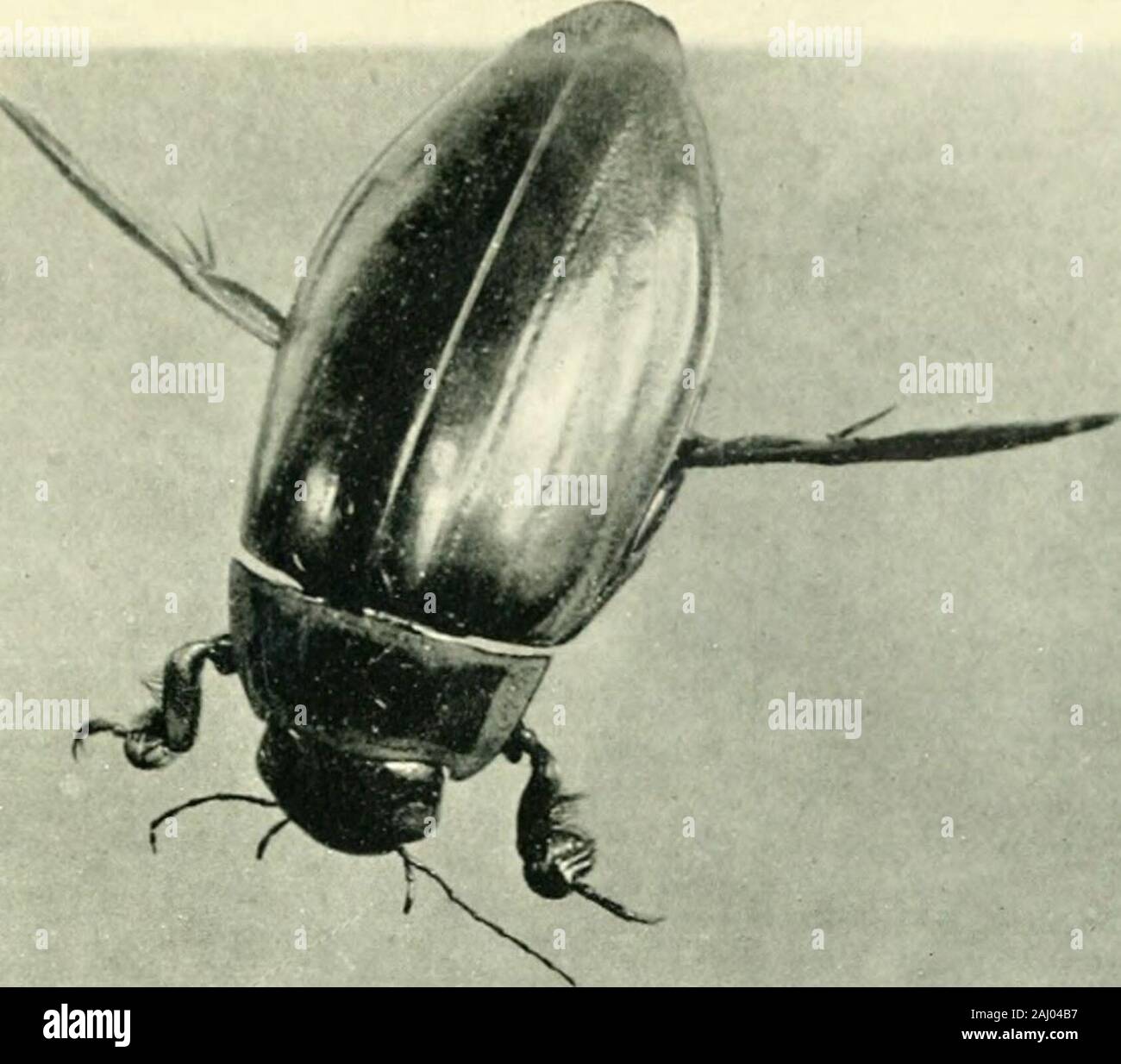 Water Boatmen Insects High Resolution Stock Photography and Images - Alamy