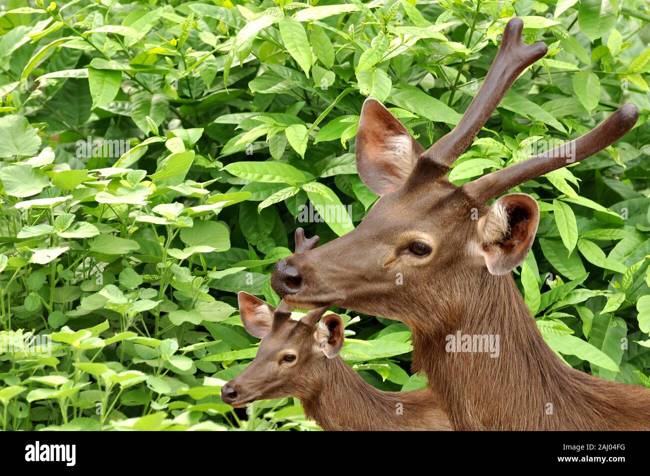 deer with green leafs background Stock Photo - Alamy