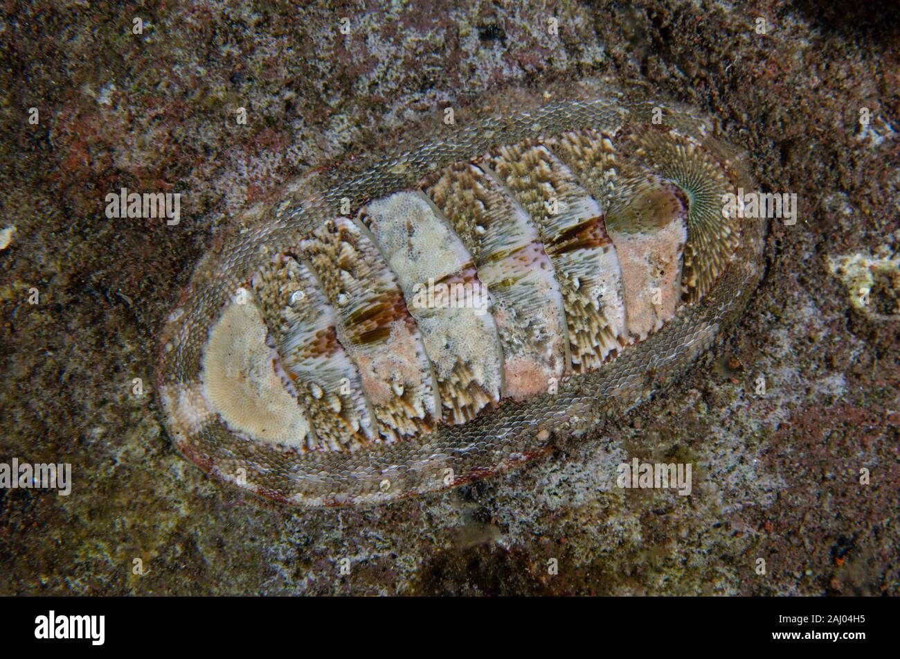 Chiton, Nature High Resolution Stock Photography and Images - Alamy