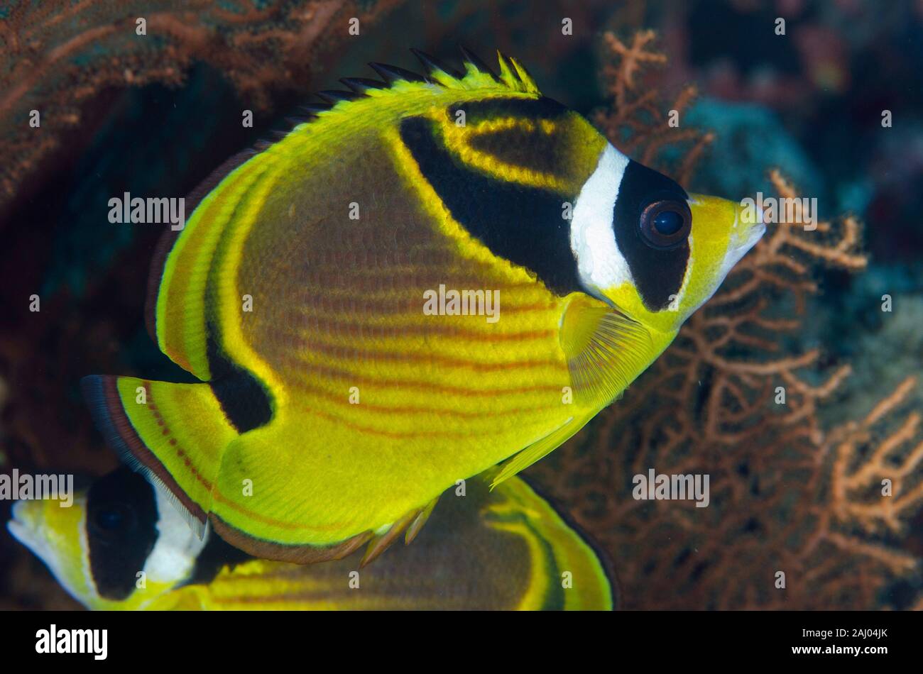 Chaetodon Lunula Raccoon Butterflyfish High Resolution Stock ...