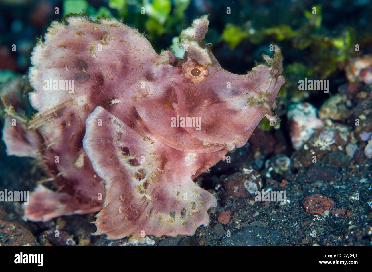 Paddle Flap Scorpionfish Rhinopias Bali High Resolution Stock ...