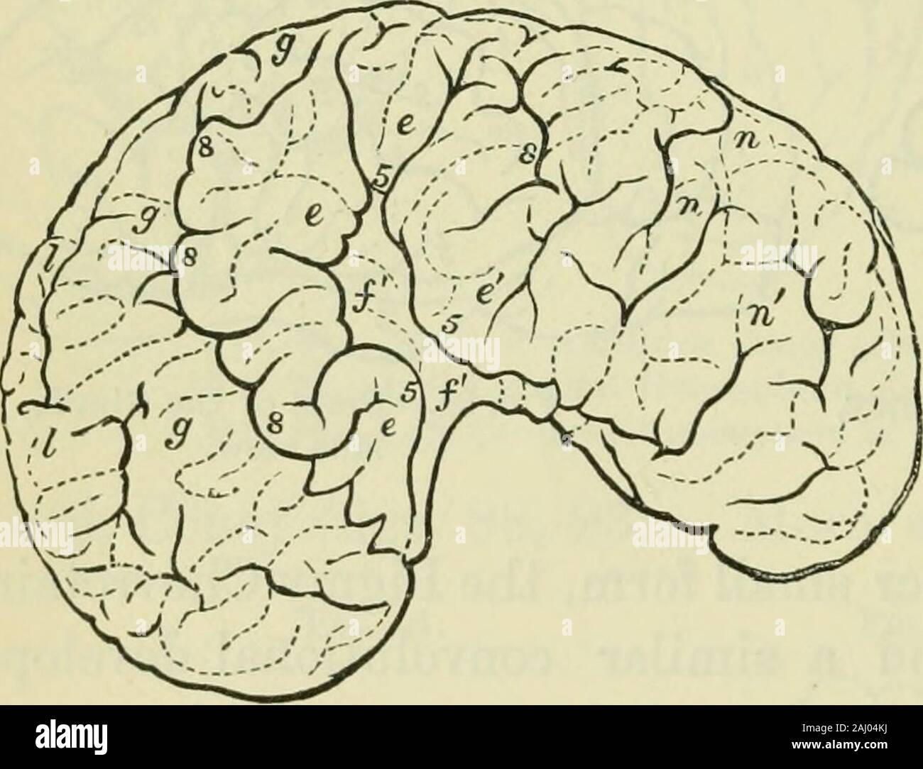 Posterior frontal lobe hi-res stock photography and images - Alamy