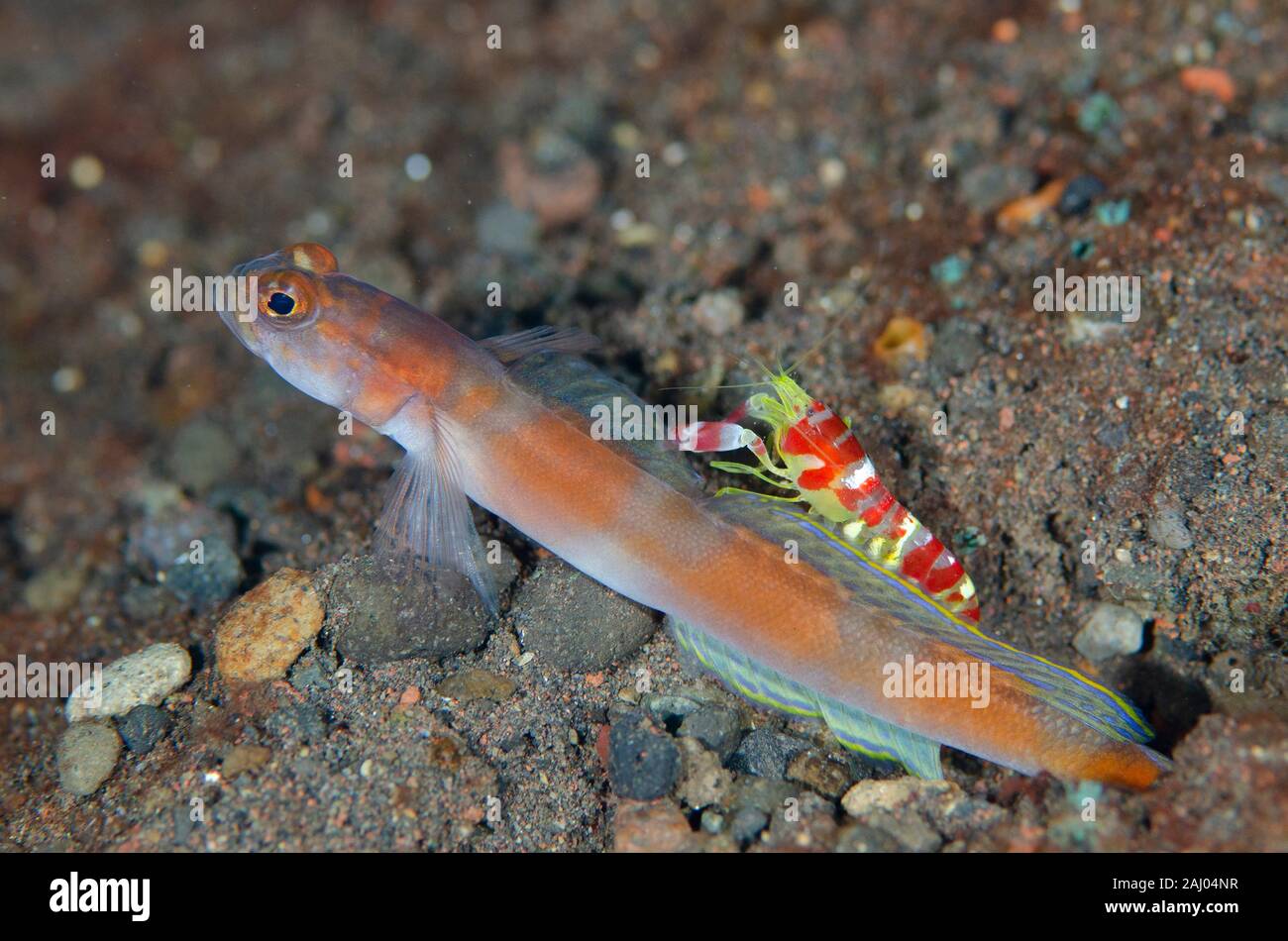 Alpheus randall High Resolution Stock Photography and Images - Alamy